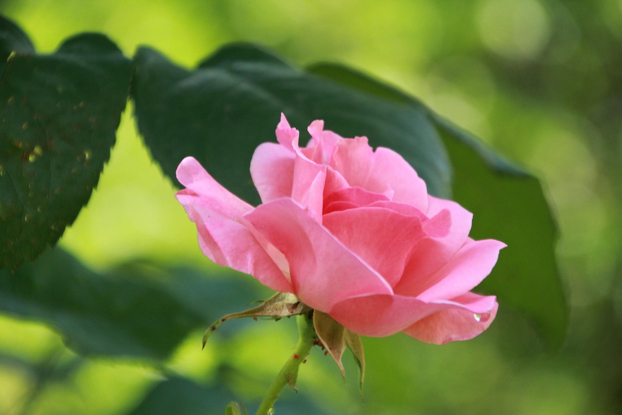 Flor Planta Rosado - Foto gratis en Pixabay - Pixabay