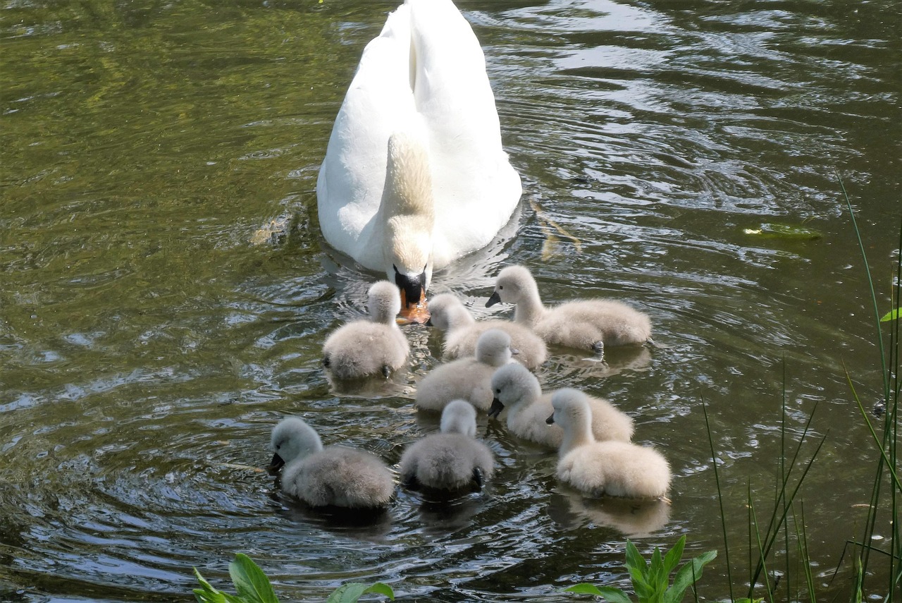 Young Swans Waterfowl - Free photo on Pixabay - Pixabay