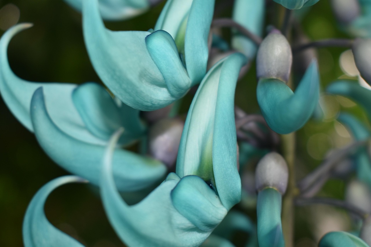 Jade Vine Flowers Plant Emerald - Free photo on Pixabay - Pixabay