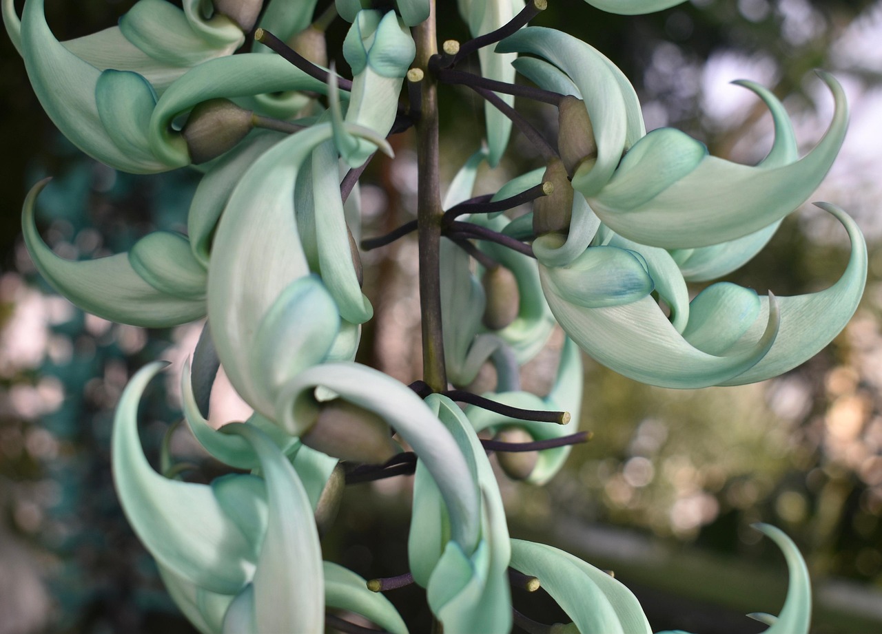 Jade Vine Flowers Plant Emerald - Free photo on Pixabay - Pixabay