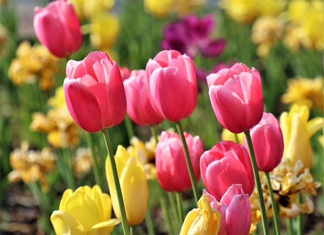 Tulpaner Blommor Vår - Gratis foto på Pixabay