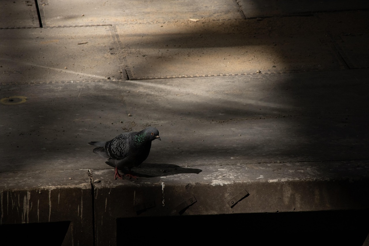 Bird Pavement Sidewalk - Free photo on Pixabay