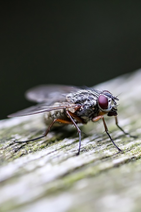 Fly Insect Entomology - Free photo on Pixabay