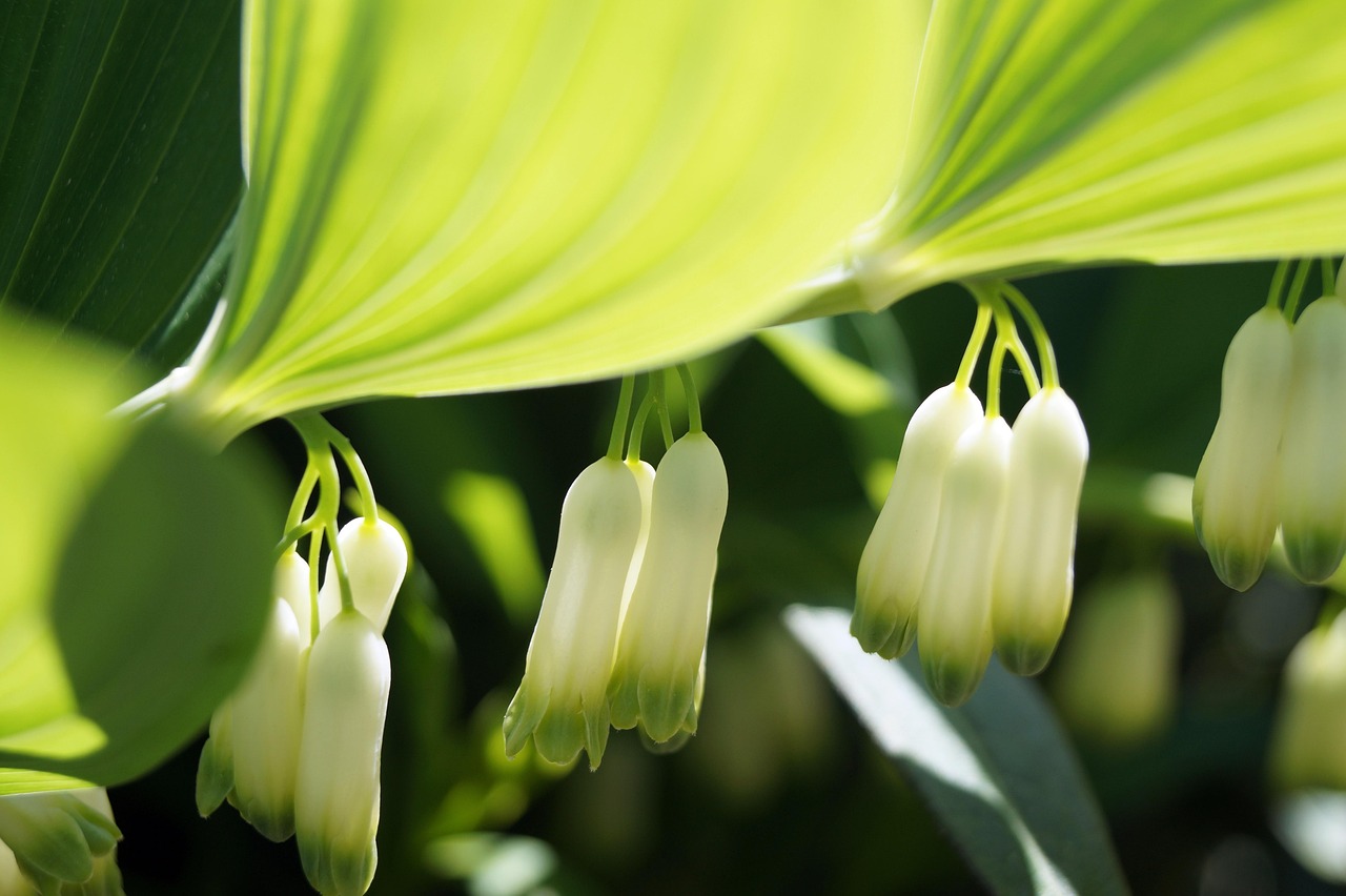 Flor Lírio Do Vale Planta Flores - Foto gratuita no Pixabay - Pixabay