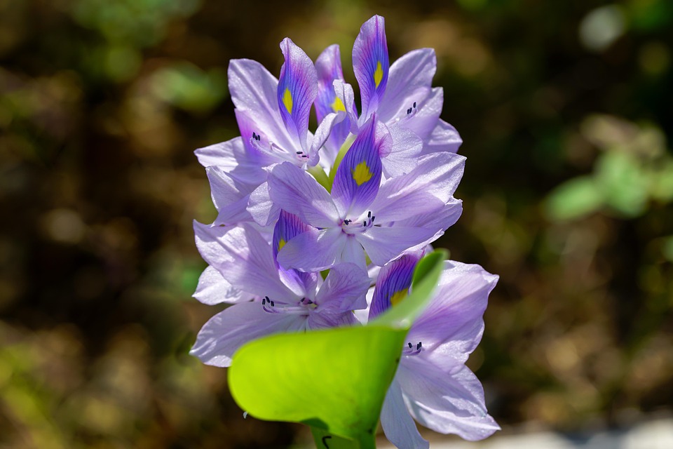 Blume Wildblumen Wilde - Kostenloses Foto auf Pixabay