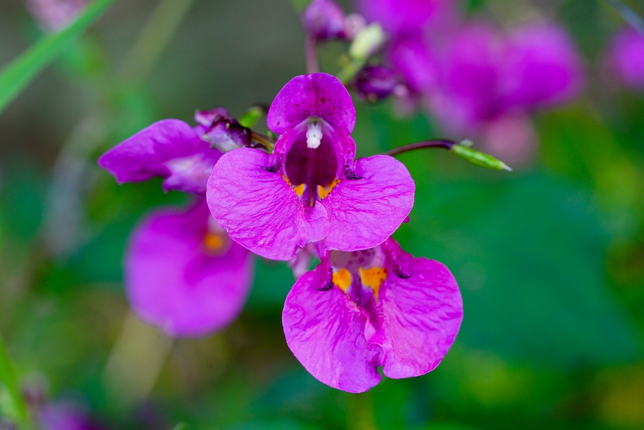 Fleur Sauvage Le Printemps - Photo gratuite sur Pixabay - Pixabay