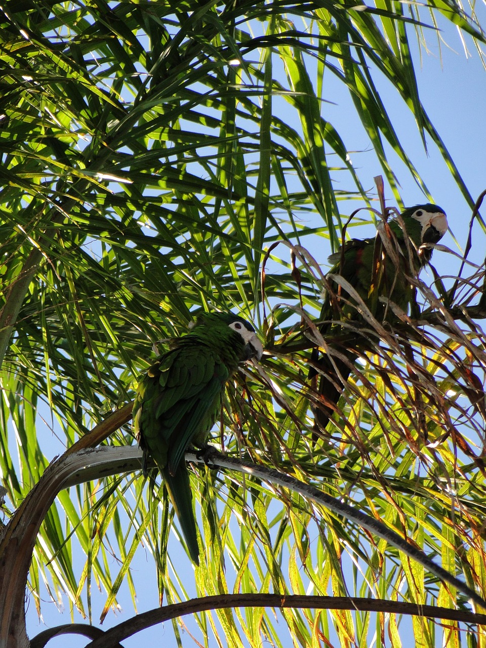 100+ Free Date Palm & Dates Images - Pixabay
