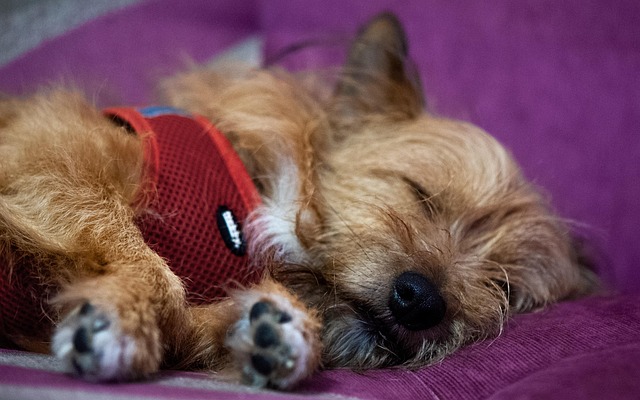 Chien Chiot Un Dormant - Photo gratuite sur Pixabay - Pixabay