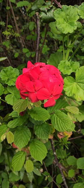 Bunga Merah Kerenyam Semak Liar - Foto gratis di Pixabay - Pixabay