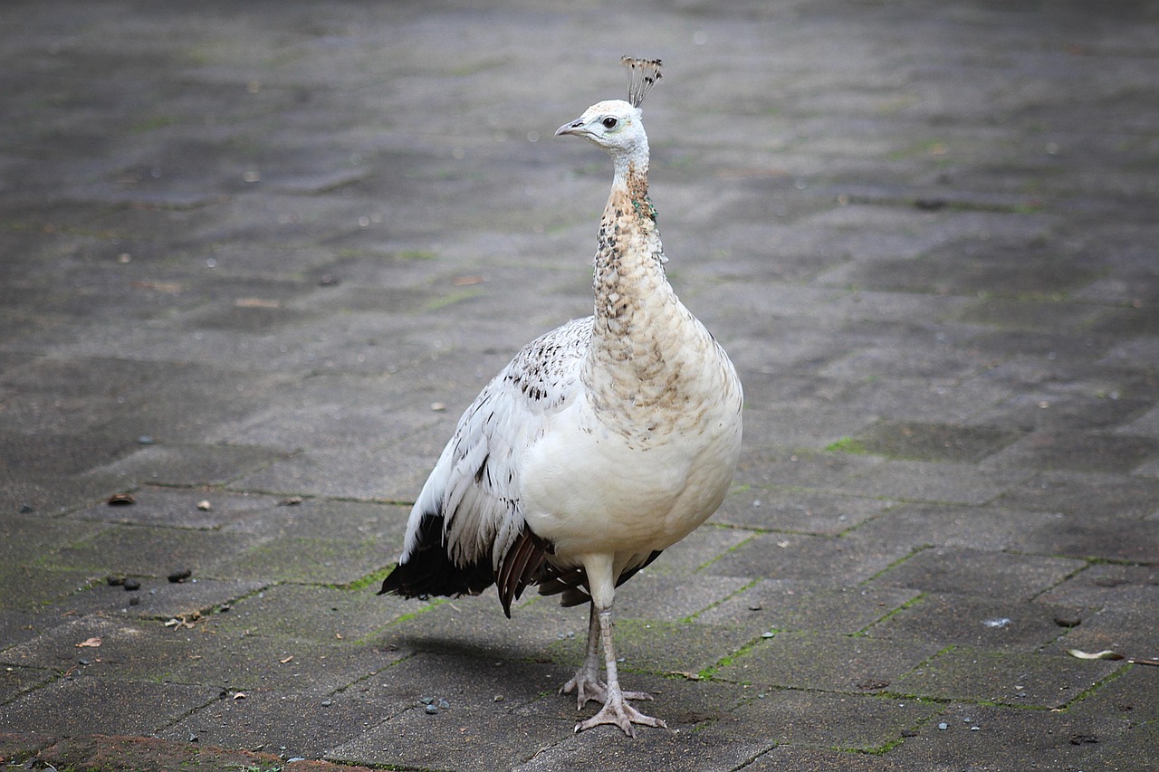 Paon Paonne Oiseau - Photo gratuite sur Pixabay