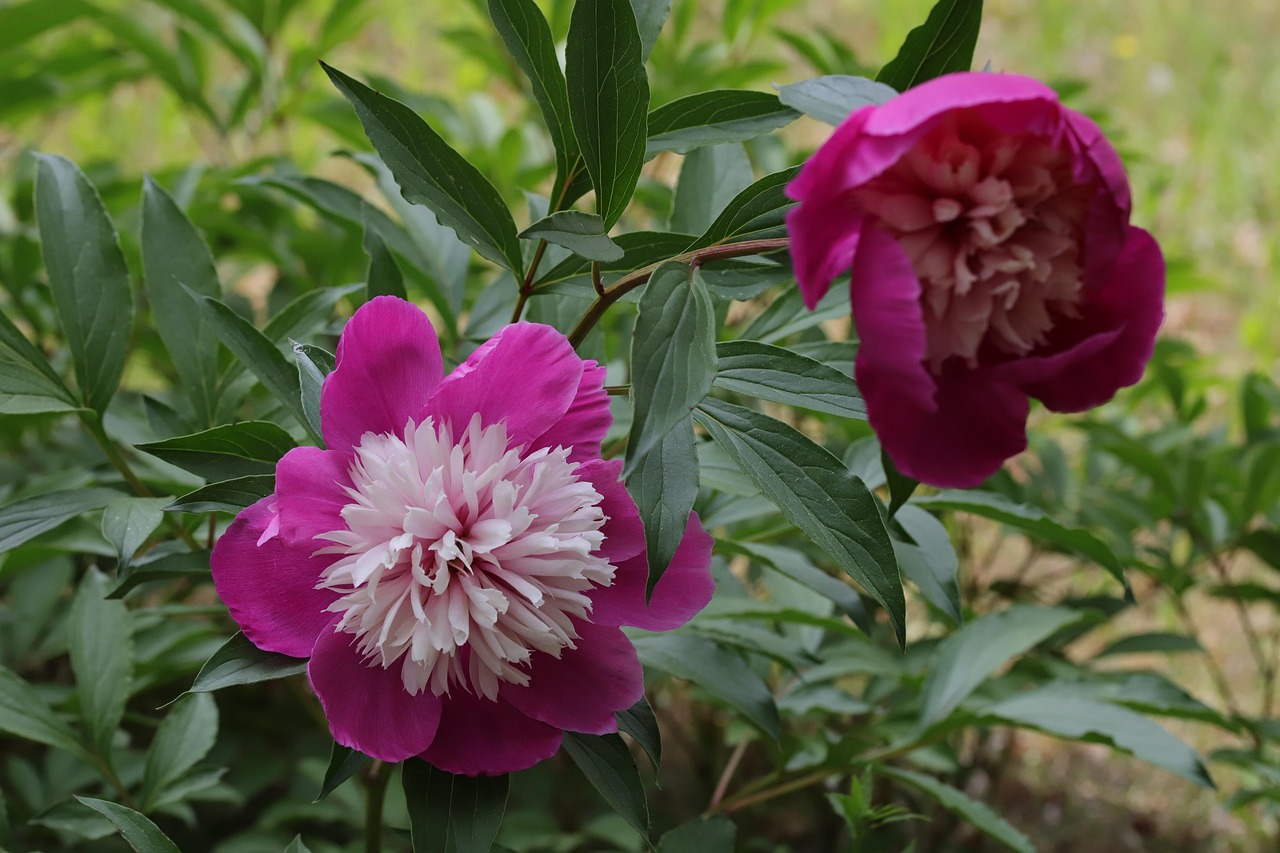 Peônia Flores Primavera - Foto gratuita no Pixabay - Pixabay