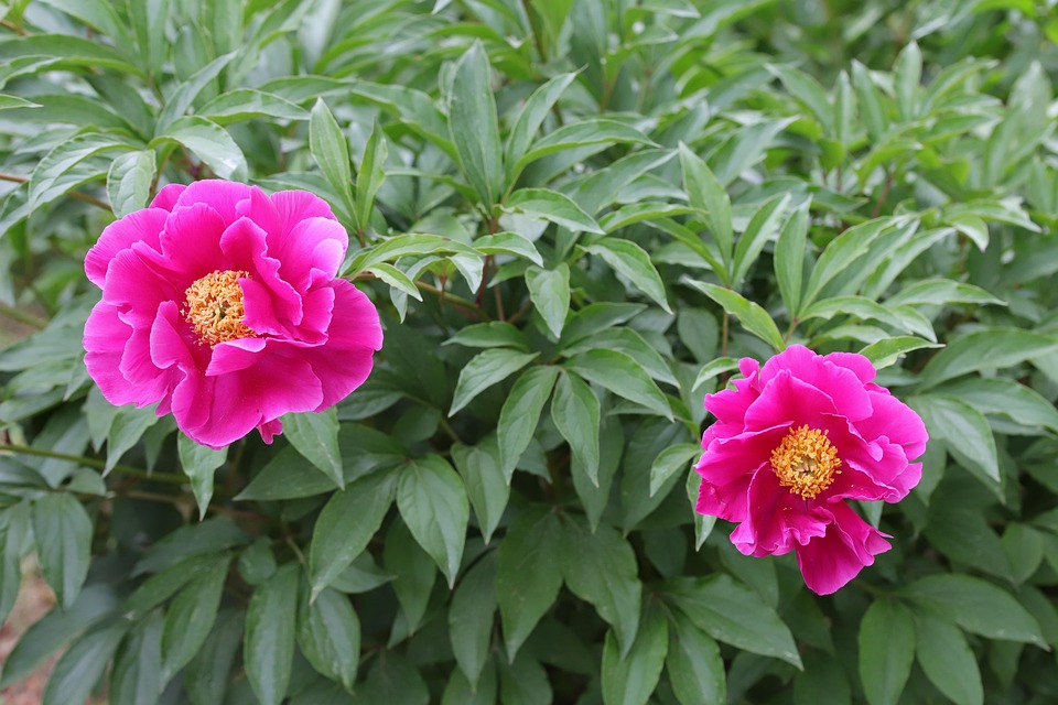 Peony Flowers Spring - Free photo on Pixabay
