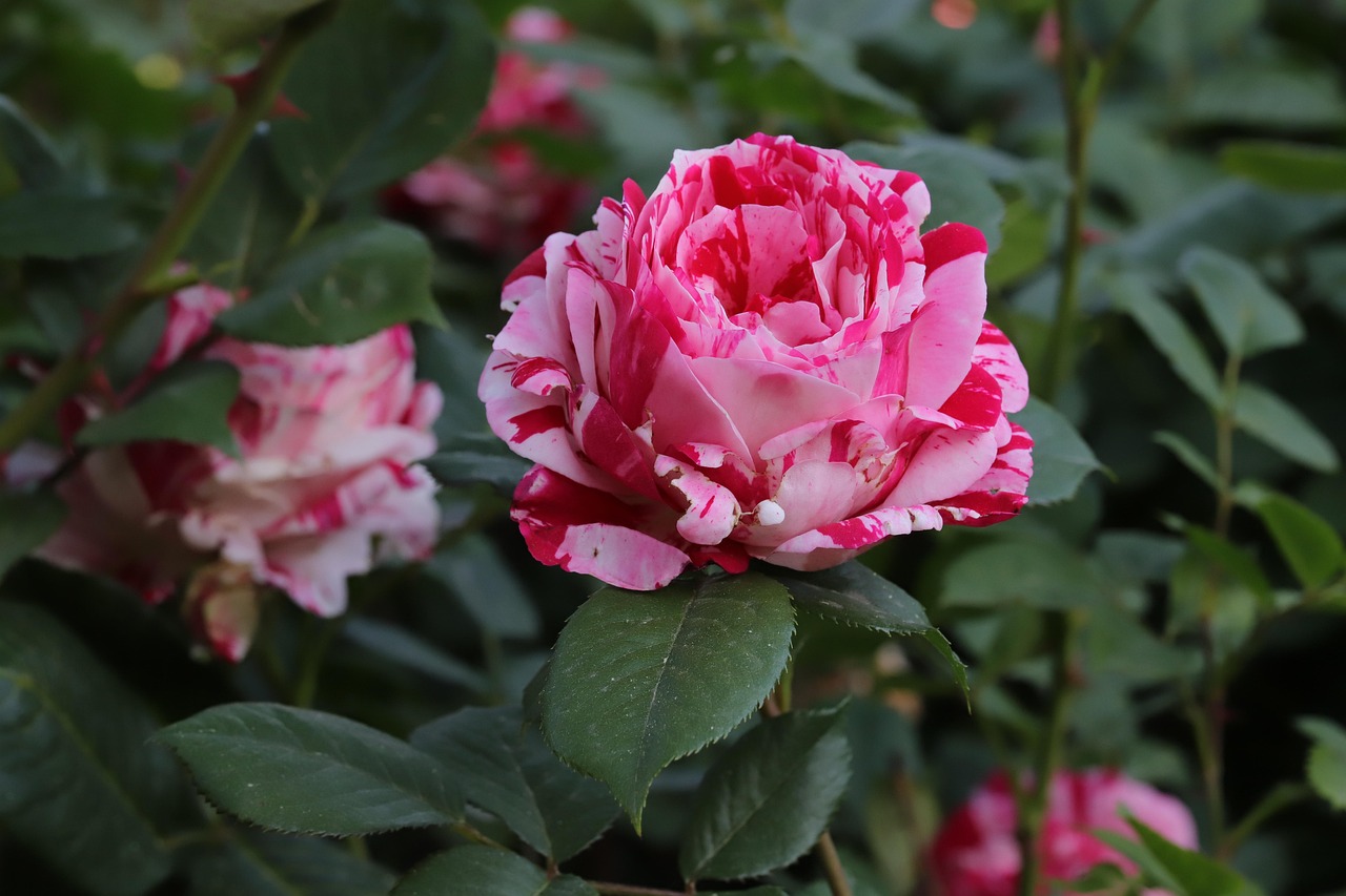 Rose Fleur Le Printemps - Photo gratuite sur Pixabay - Pixabay