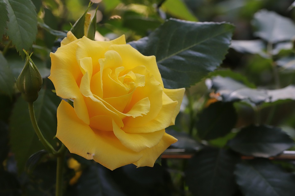 Rose Flower Spring - Free photo on Pixabay - Pixabay