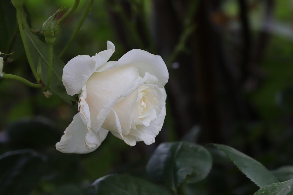 Rose Blanche Fleur - Photo gratuite sur Pixabay - Pixabay