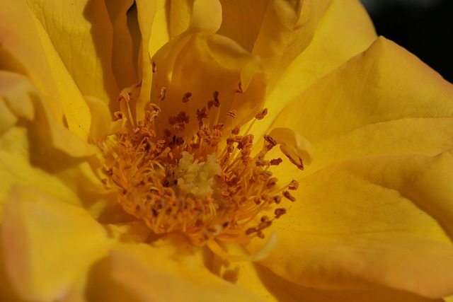 Yellow Flower Pistils Petals - Free photo on Pixabay - Pixabay