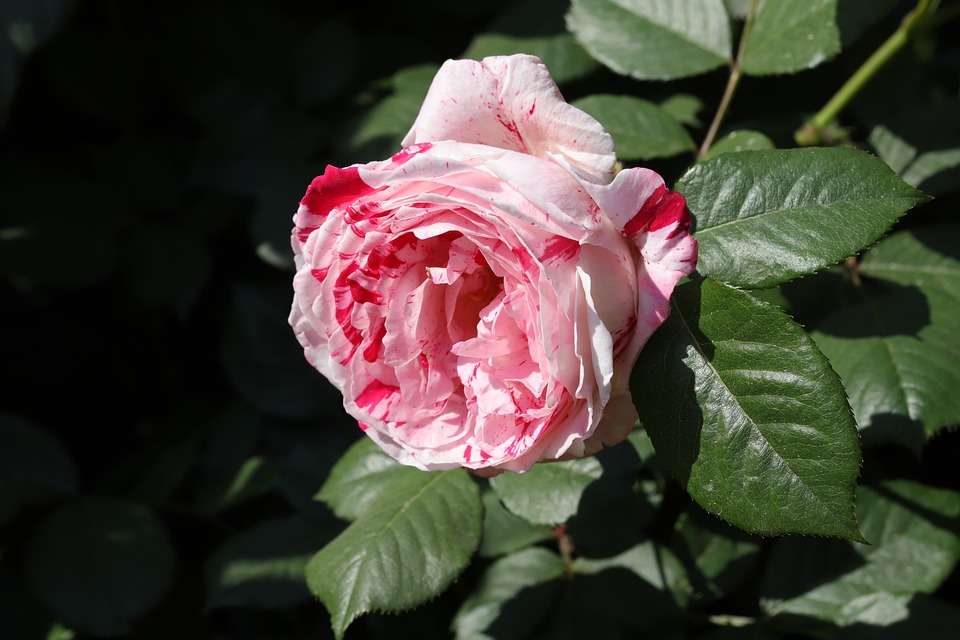 Pinke Rose Blume - Kostenloses Foto auf Pixabay - Pixabay