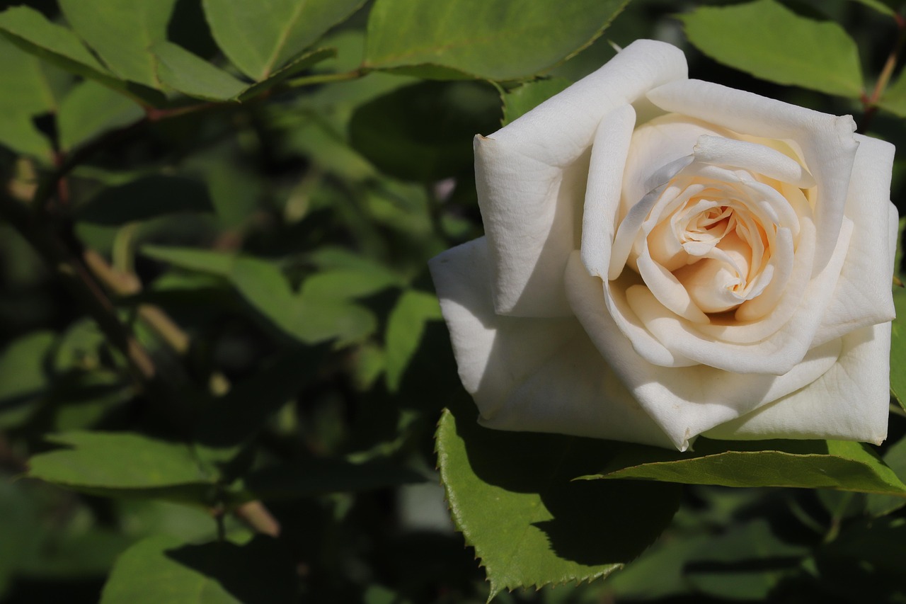 Rose Fleur Le Printemps - Photo gratuite sur Pixabay - Pixabay
