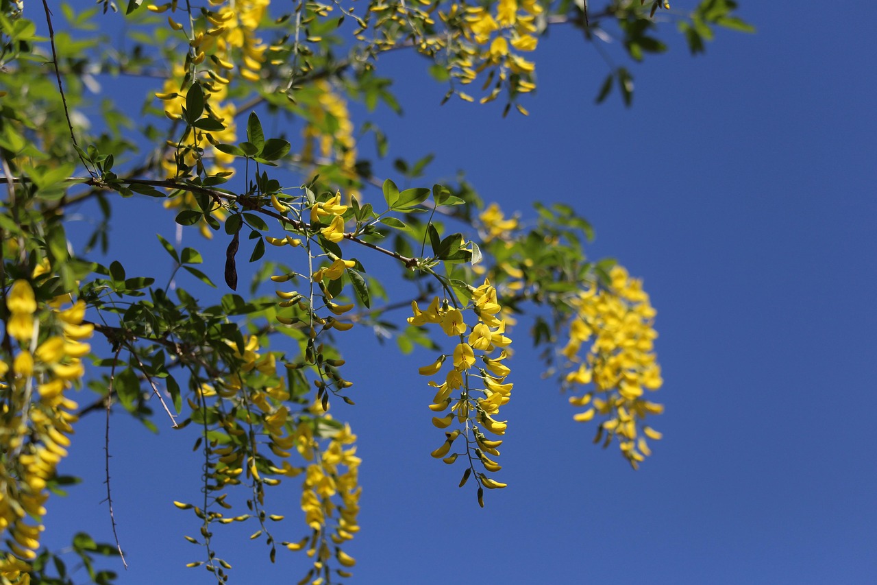 100+ Free Laburnum Biasa & Laburnum Images - Pixabay