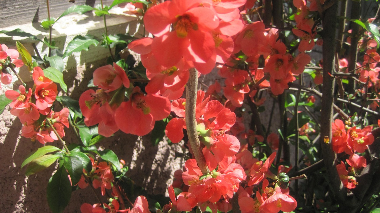 Coing Japonais Le Printemps Flore - Photo gratuite sur Pixabay - Pixabay