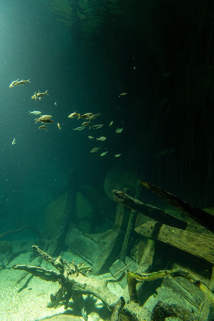 Ozeaneum Stralsund Mar - Foto gratuita no Pixabay - Pixabay