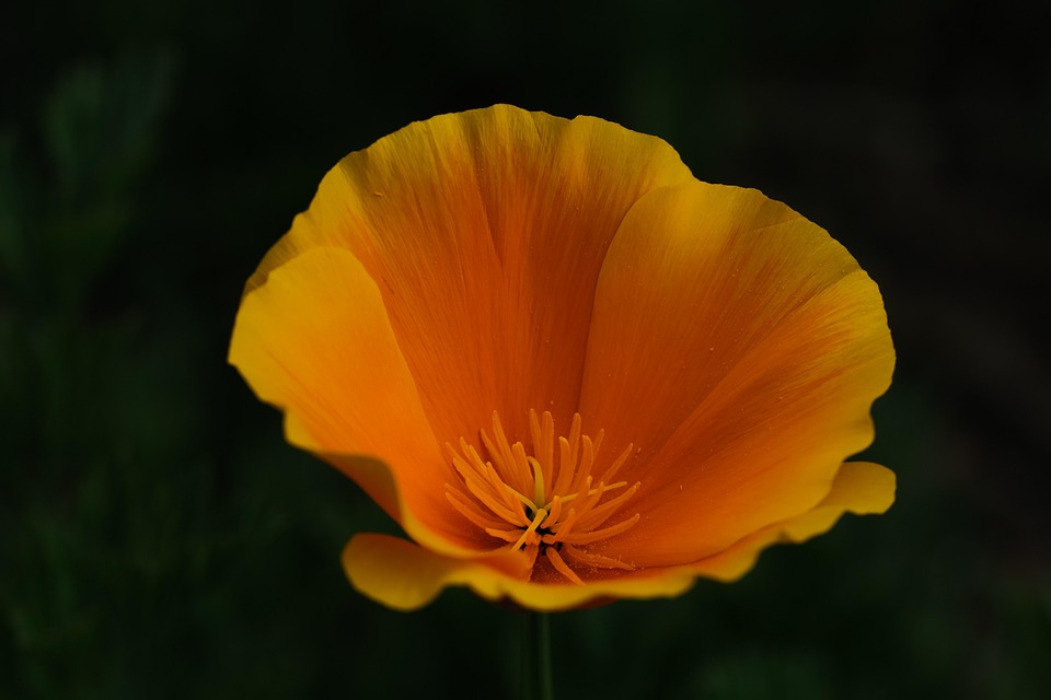 California Poppy Flower - Free photo on Pixabay - Pixabay