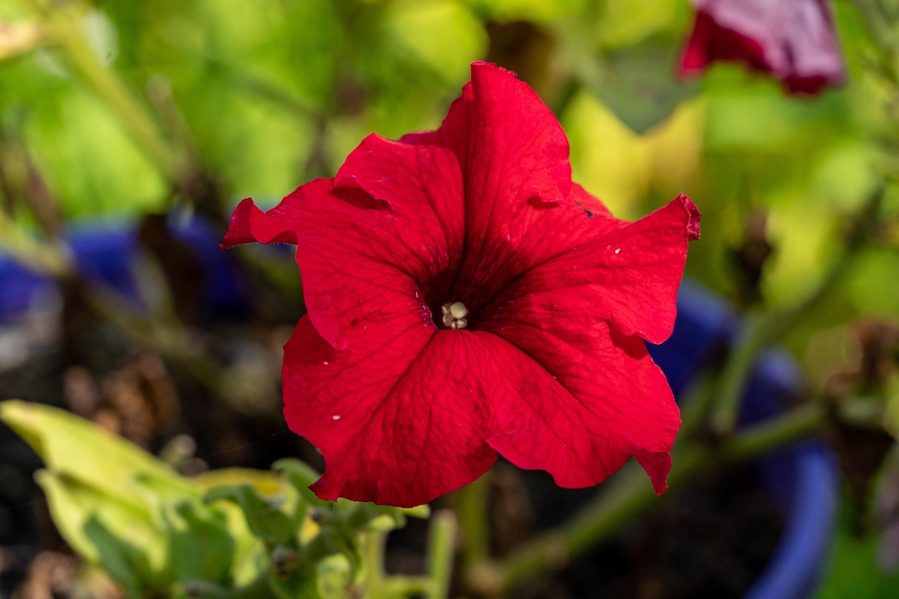 Blomma Petunia Kronblad - Gratis foto på Pixabay - Pixabay