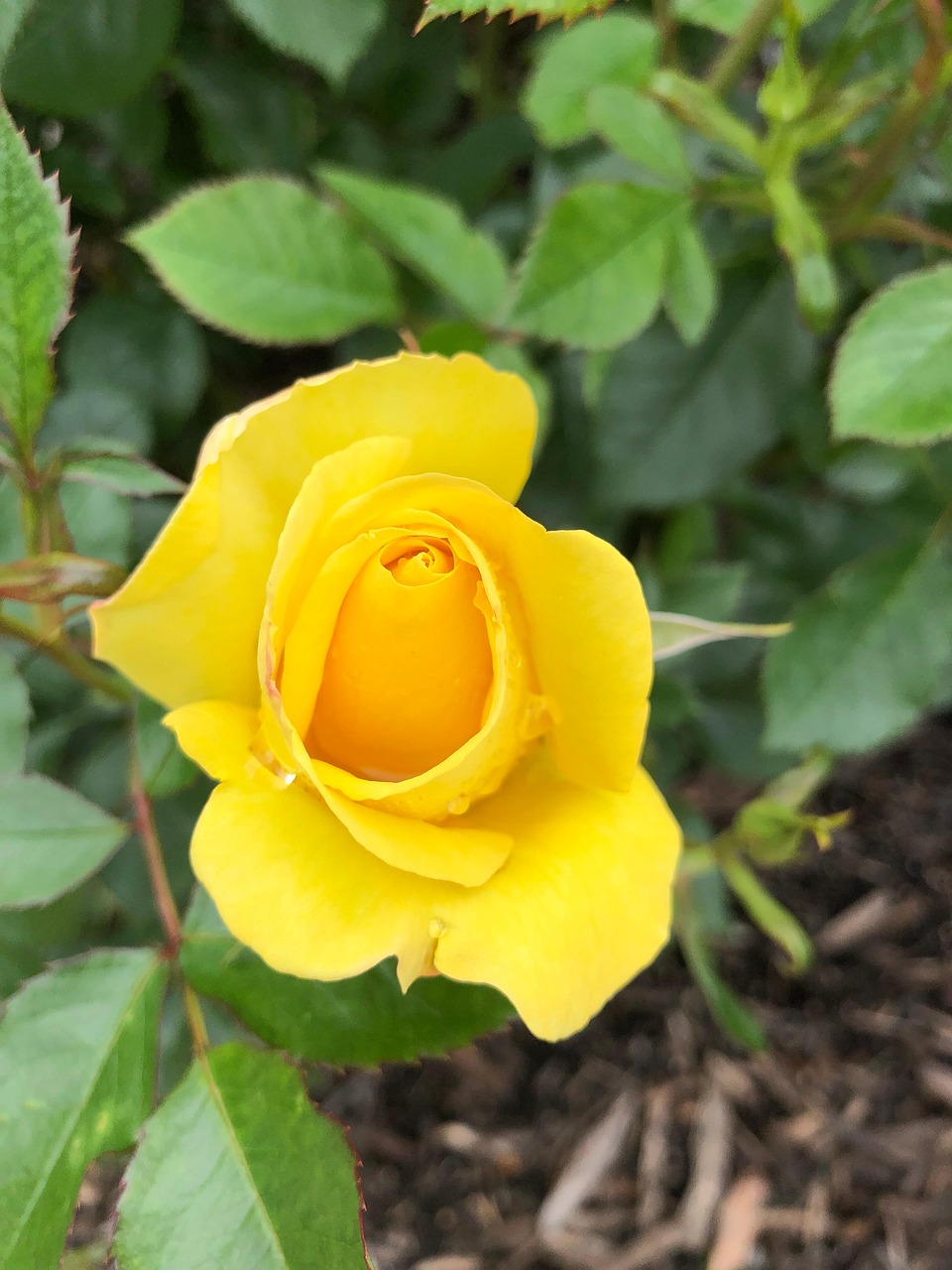Rose Jaune - Photo gratuite sur Pixabay - Pixabay