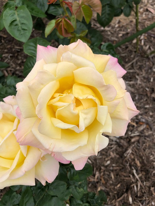 Rose Jaune Violet - Photo gratuite sur Pixabay - Pixabay