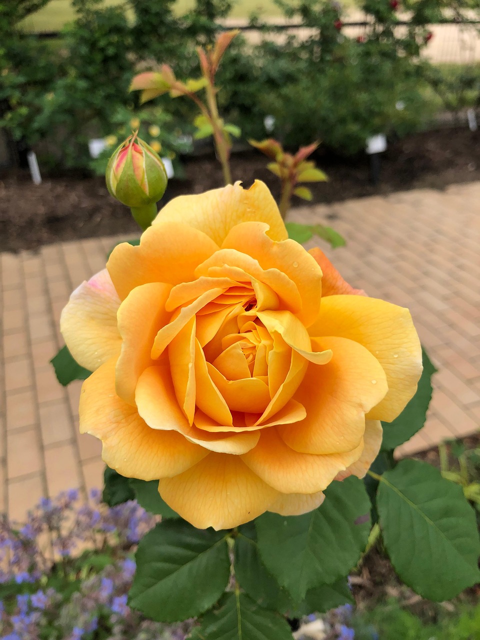 Rose Jaune - Photo gratuite sur Pixabay - Pixabay