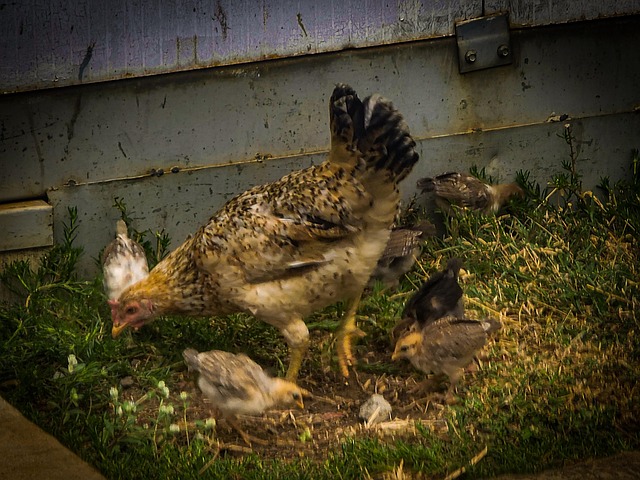 Poule Poulet Oiseau Beau - Photo gratuite sur Pixabay - Pixabay