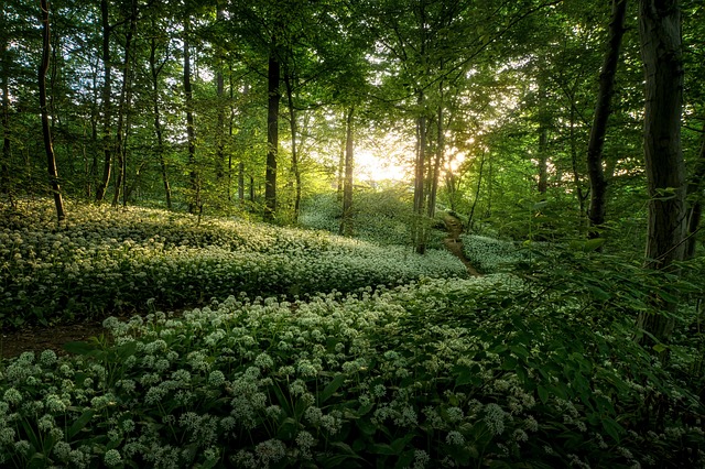 Wild Garlic Forest Trees - Free photo on Pixabay - Pixabay