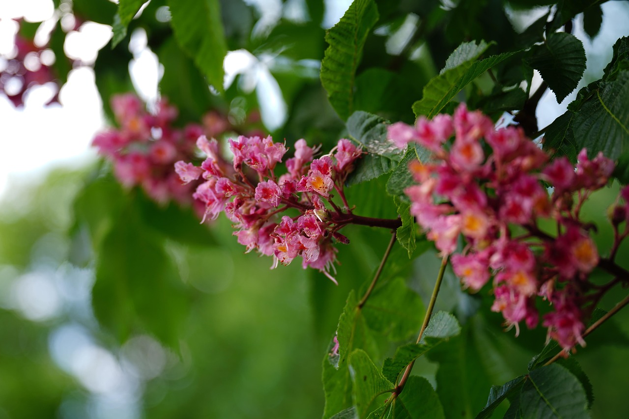 Marron D'Inde Fleurs Plantes - Photo gratuite sur Pixabay - Pixabay