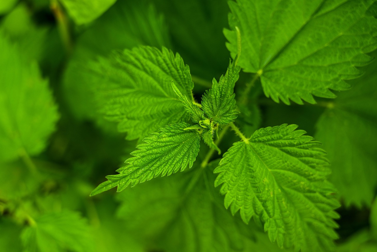 700+ Free Nettle พลอยแมลงปีกแข็ง & Nettle Photos - Pixabay