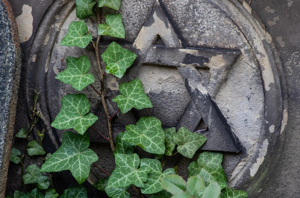 Bintang Daud Yahudi Ivy - Foto gratis di Pixabay