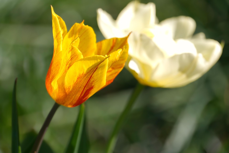 Tulip Bunga Bunga-Bunga - Foto gratis di Pixabay - Pixabay