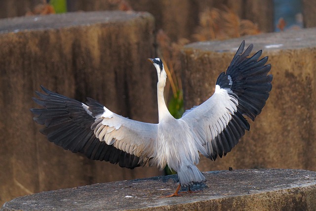 Bird Common Heron Wings - Free photo on Pixabay