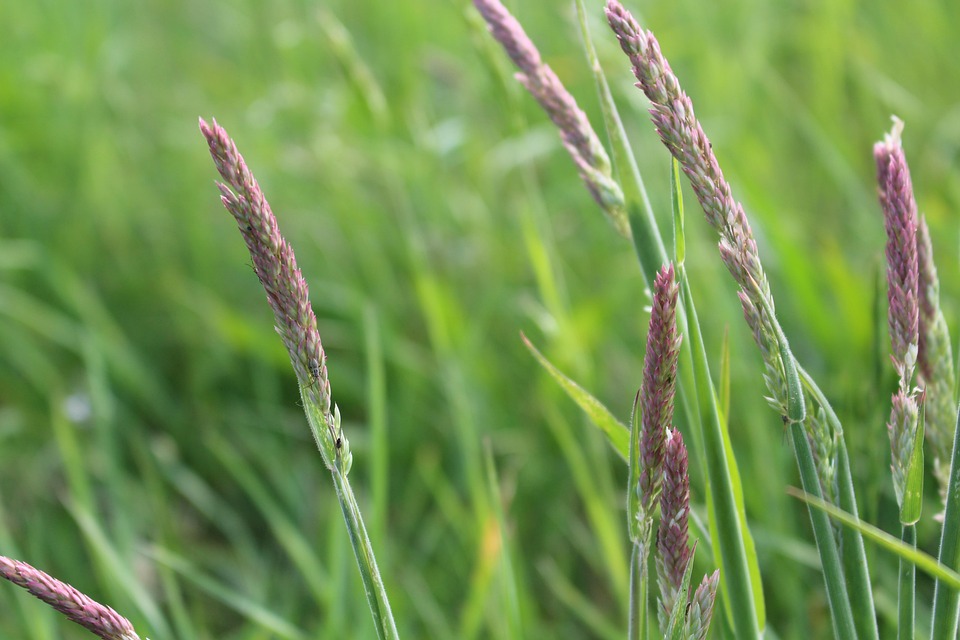Wildflowers Grass Flowers - Free photo on Pixabay - Pixabay
