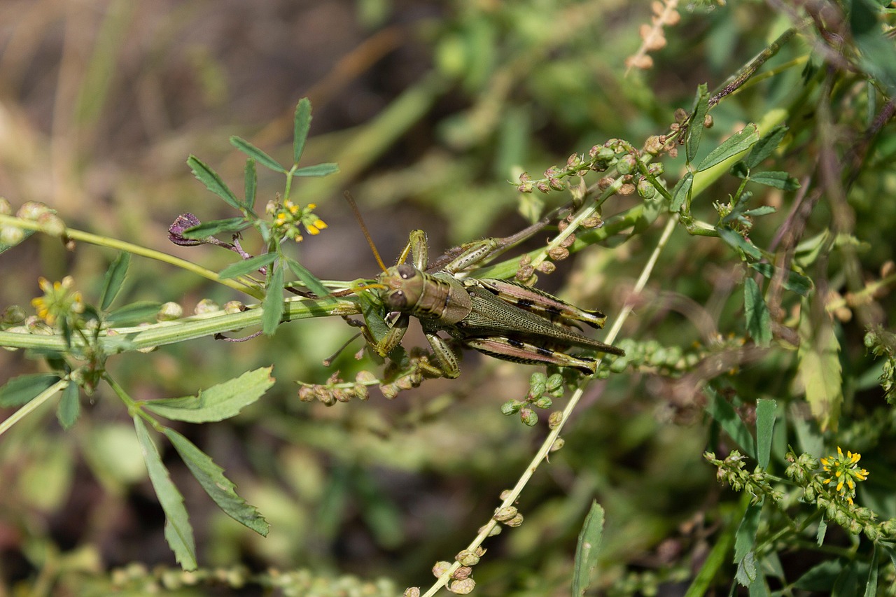 Saltamontes Insectos Nature - Foto gratis en Pixabay - Pixabay
