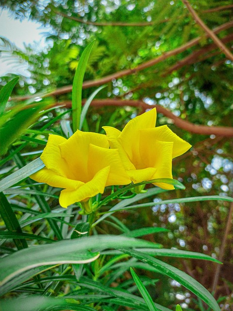 Thevetia Peruviana Plant Flowers - Free photo on Pixabay - Pixabay