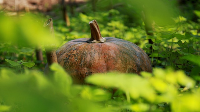 Citrouille Plantes Vert - Photo gratuite sur Pixabay - Pixabay