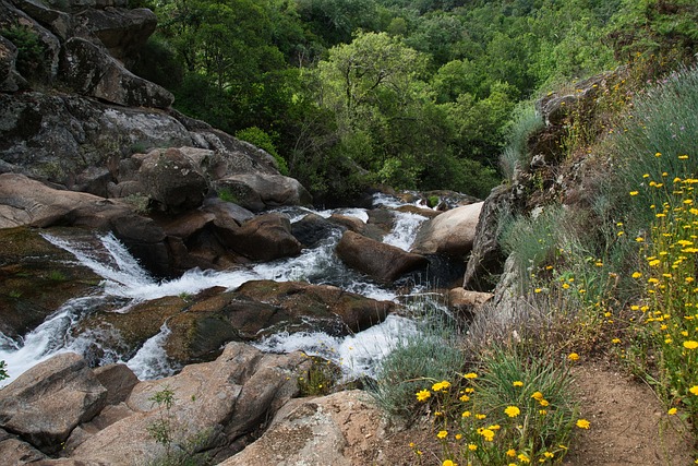 River Brook Forest - Free photo on Pixabay