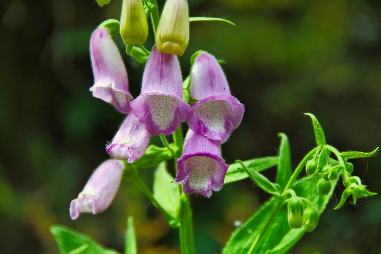 400+ Free Foxgloves & Nature Images - Pixabay