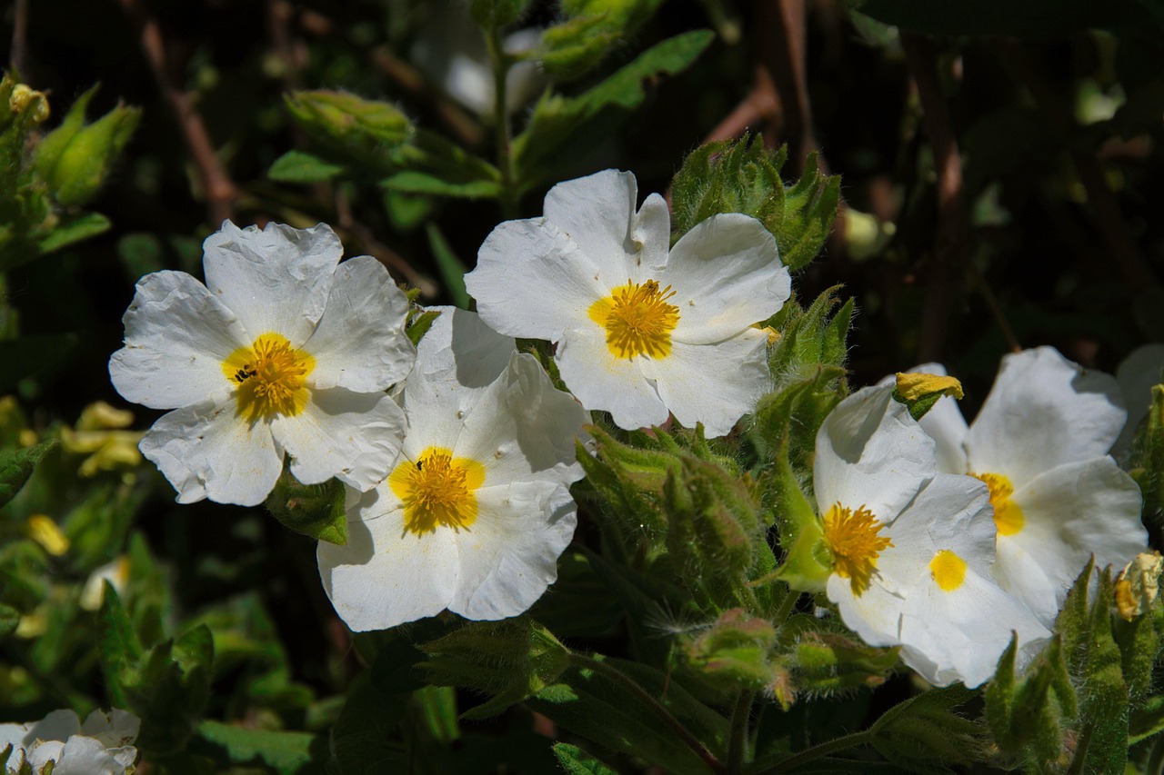 Ciste De Montpellier Cistes Fleurs - Photo gratuite sur Pixabay