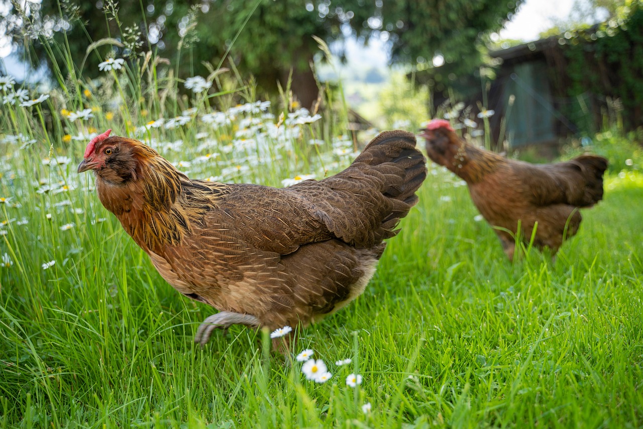 Chicken Hens Grass - Free photo on Pixabay - Pixabay