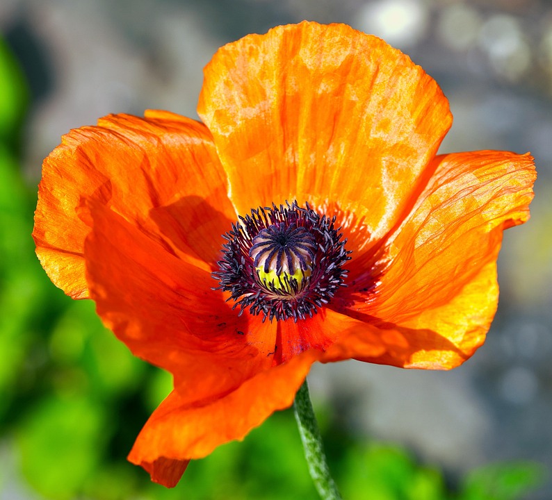 Flower Poppy Orange - Free photo on Pixabay
