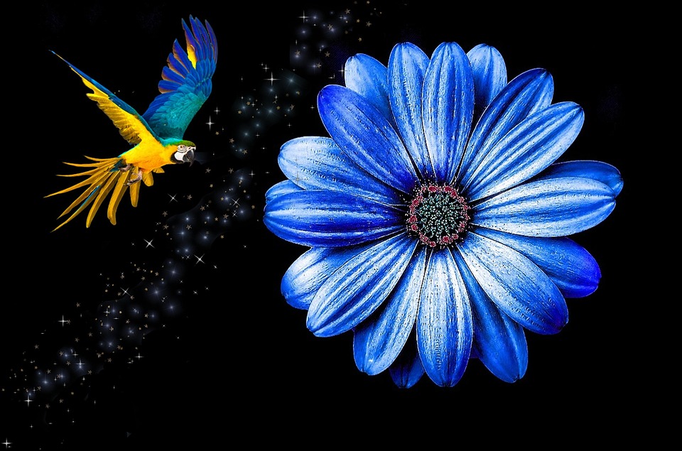 Flower Blue Color - Free photo on Pixabay - Pixabay