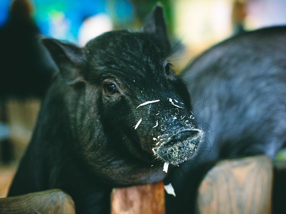 Pig Piggy Zoo - Free photo on Pixabay