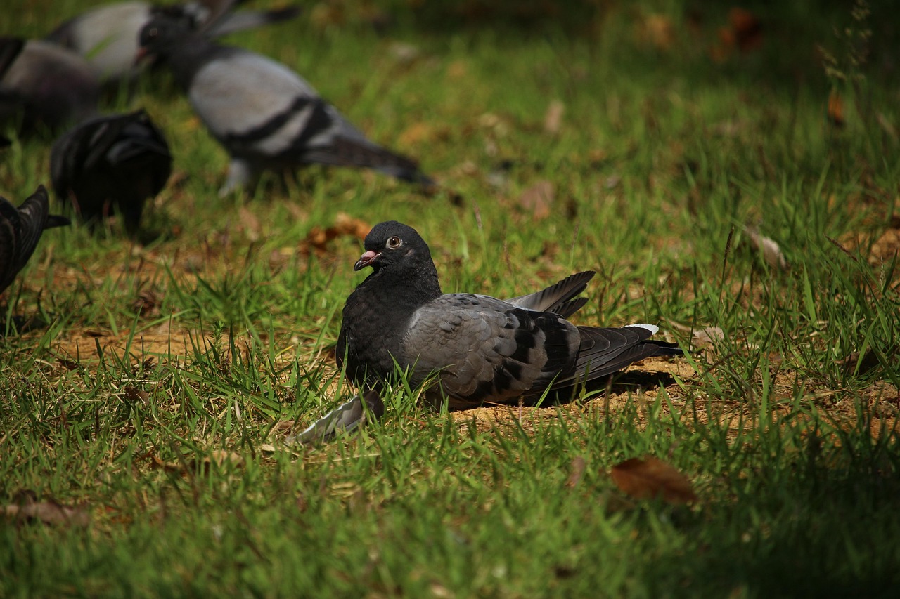 Pigeons Colombes Gazon - Photo gratuite sur Pixabay - Pixabay