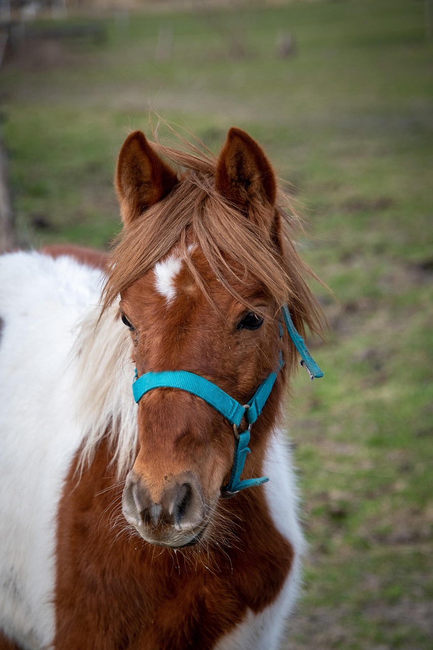 Caballo Semental Animal - Foto gratis en Pixabay - Pixabay